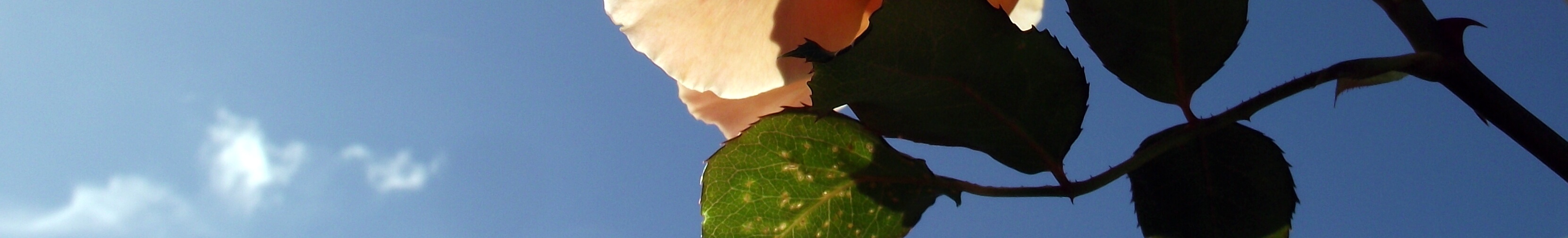 The Land of Pathros - Bible Tales Online